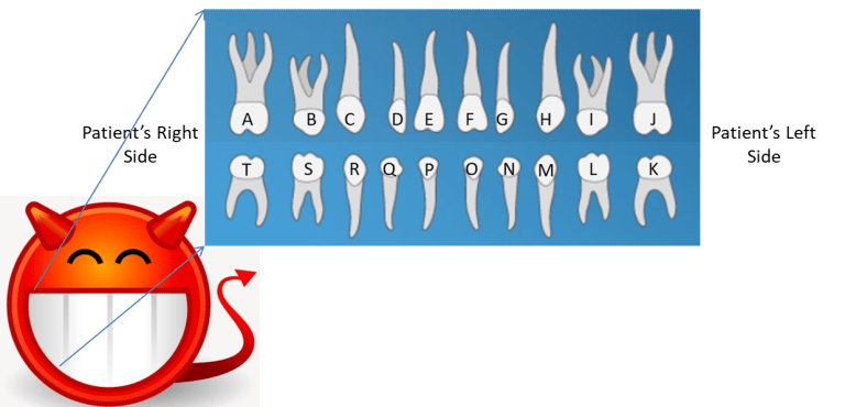 So there is a different “numbering system” for baby teeth? – Mouthing Off