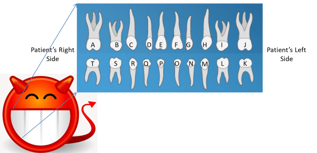 So there is a different “numbering system” for baby teeth? – Mouthing Off