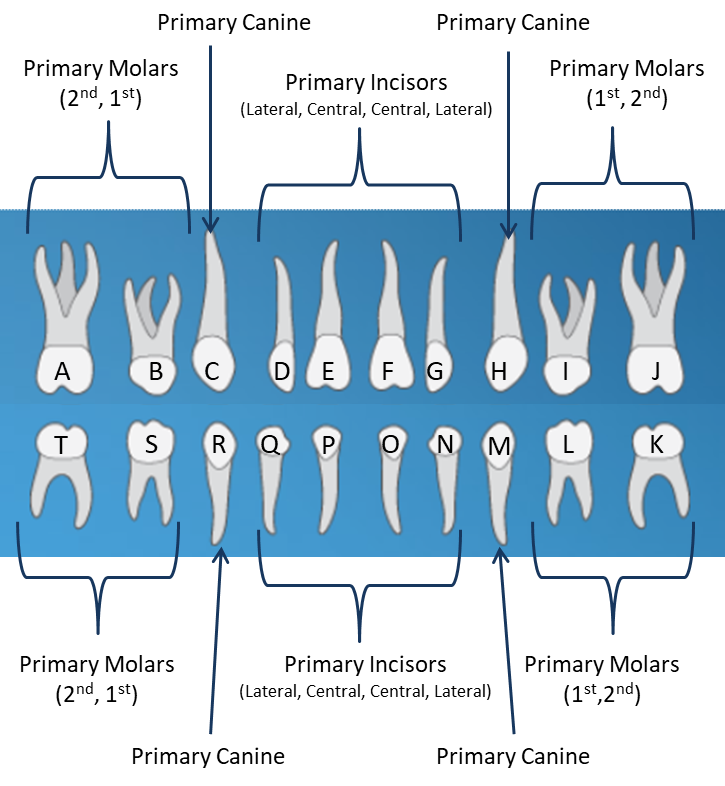So there is a different “numbering system” for baby teeth? – Mouthing Off
