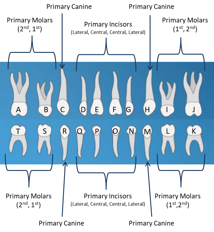 So there is a different “numbering system” for baby teeth? – Mouthing Off